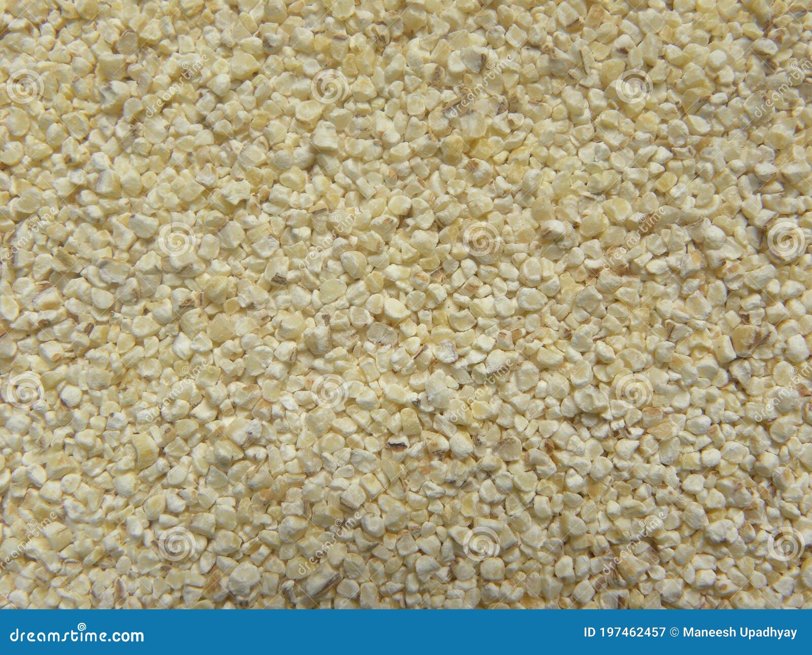 Broken Barley grains stock image. Image of cereals, broken - 197462457