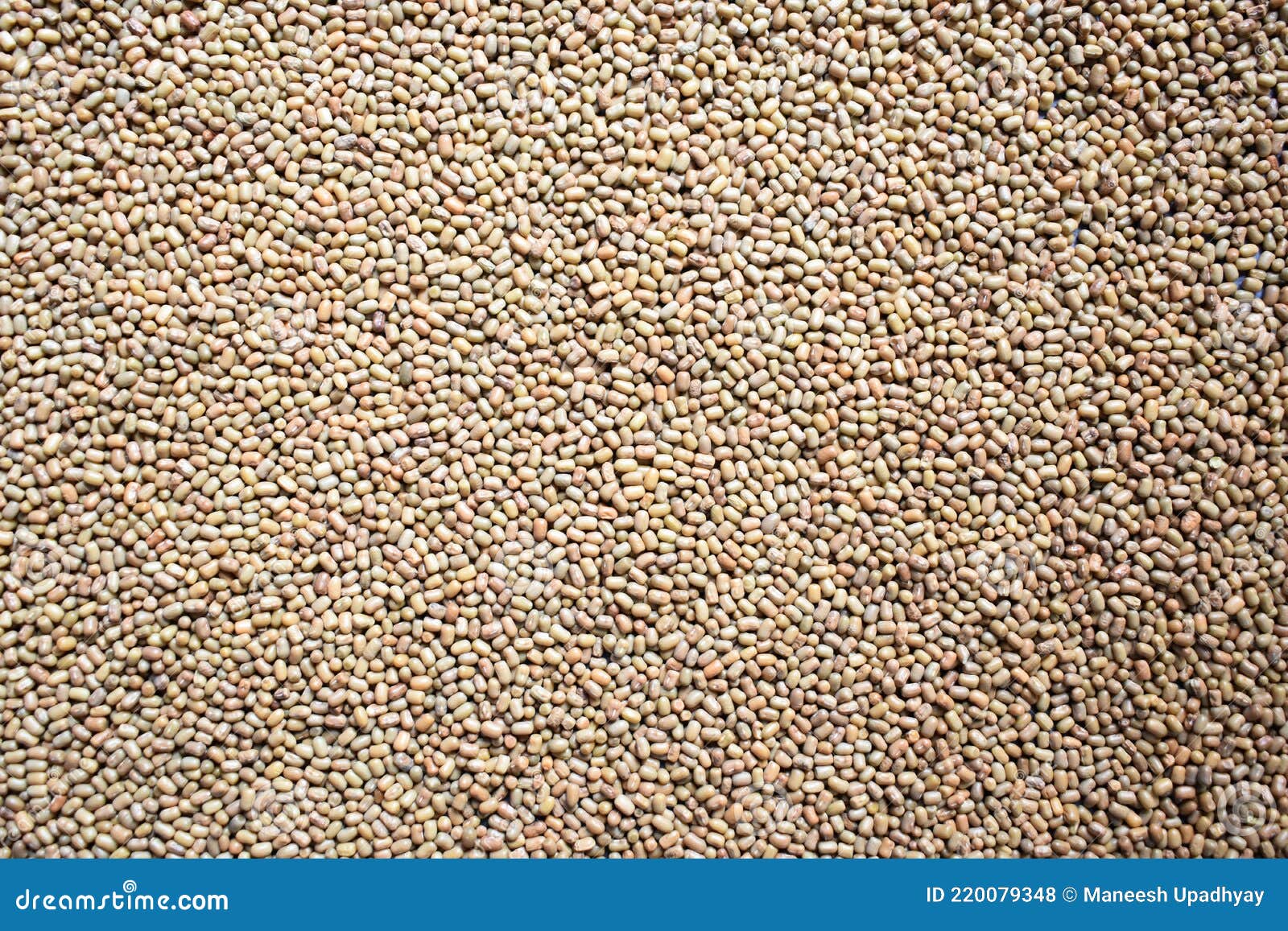 Raw moth bean stock photo. Image of aconitifolia, grains - 220079348