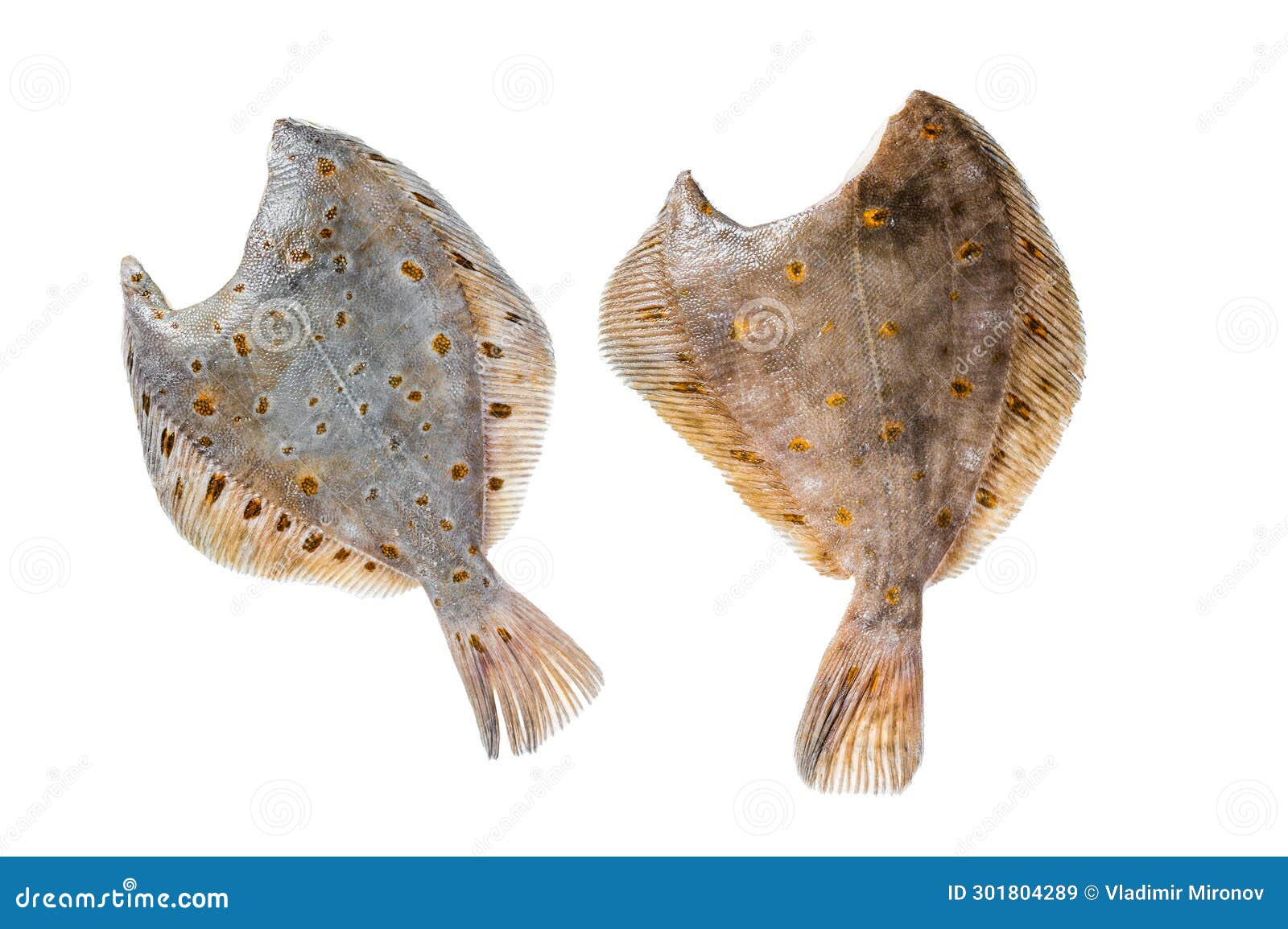 Flounder, Flatfish Washed Up On Beach, North Devon. Stock Photography ...