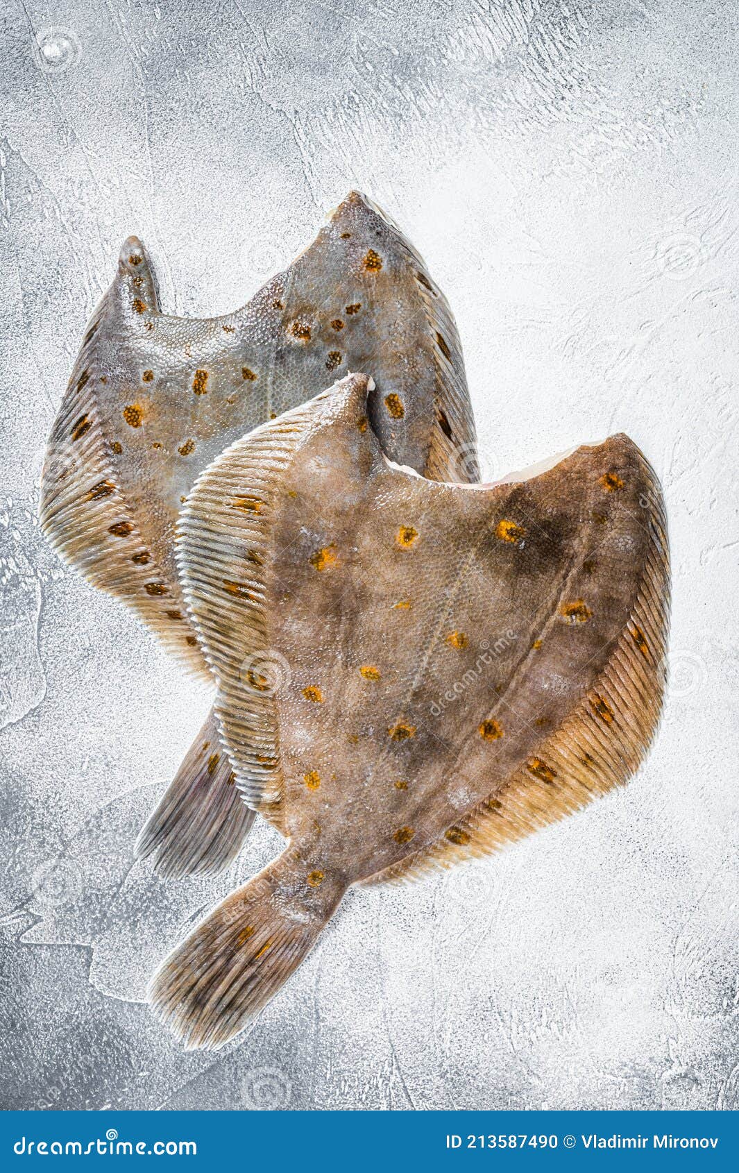 Raw Whole Flounder Flatfish Fish on Kitchen Table. White Background ...