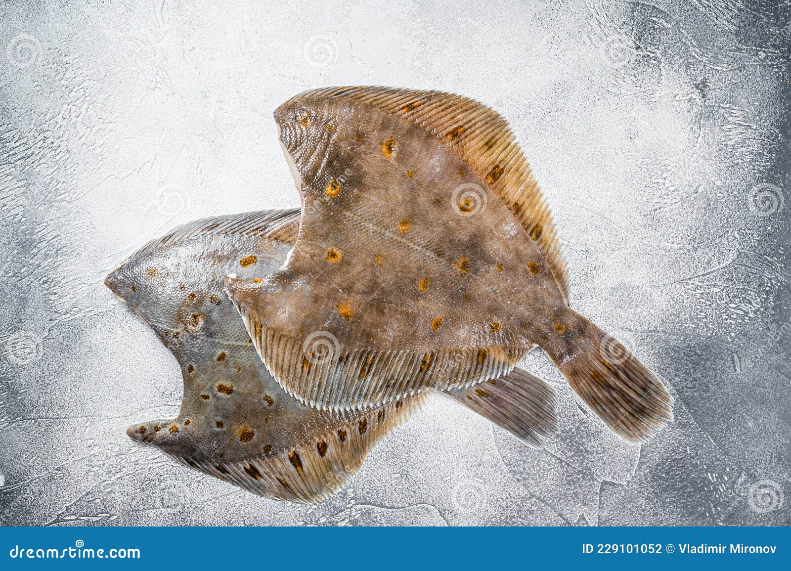 Raw Whole Flounder Flatfish Fish on Kitchen Table. White Background ...