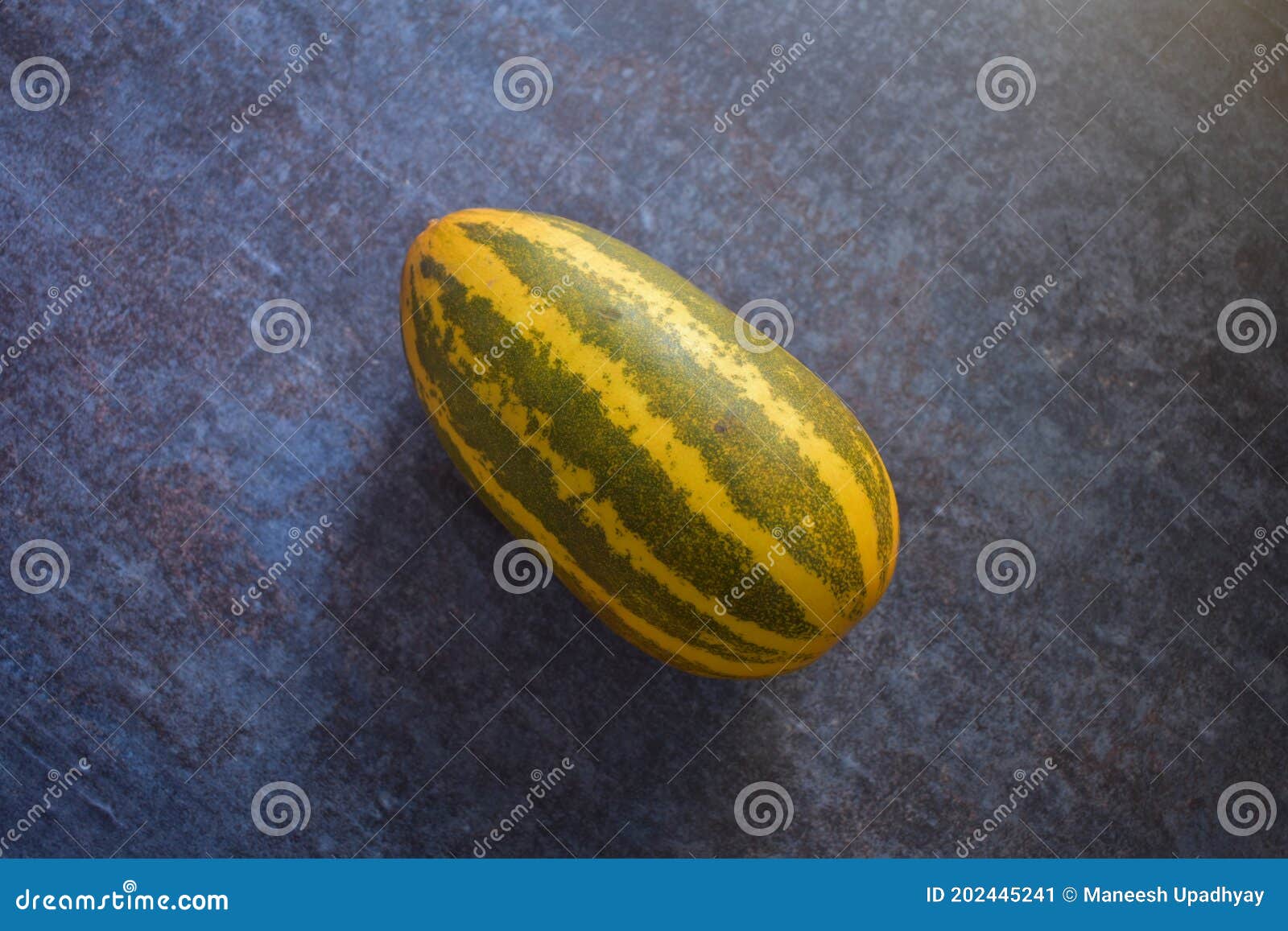 Dosakai Raw Cucumber Or Cucumis Sativus, Cucurbitaceae Melon Family ...