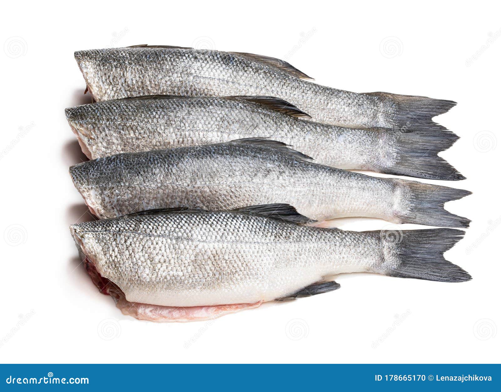 Raw Whole Headless Seabass Fish Isolated on White Stock Photo - Image ...