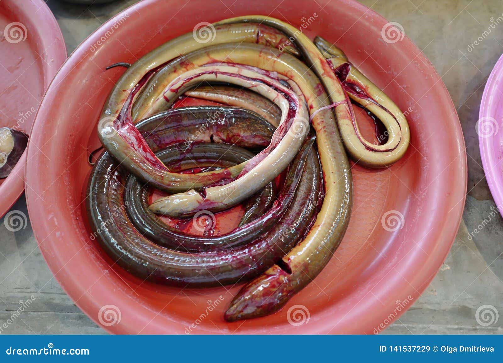 Raw Whole Snake Fish in the Bowl Stock Image - Image of fresh, lunch ...