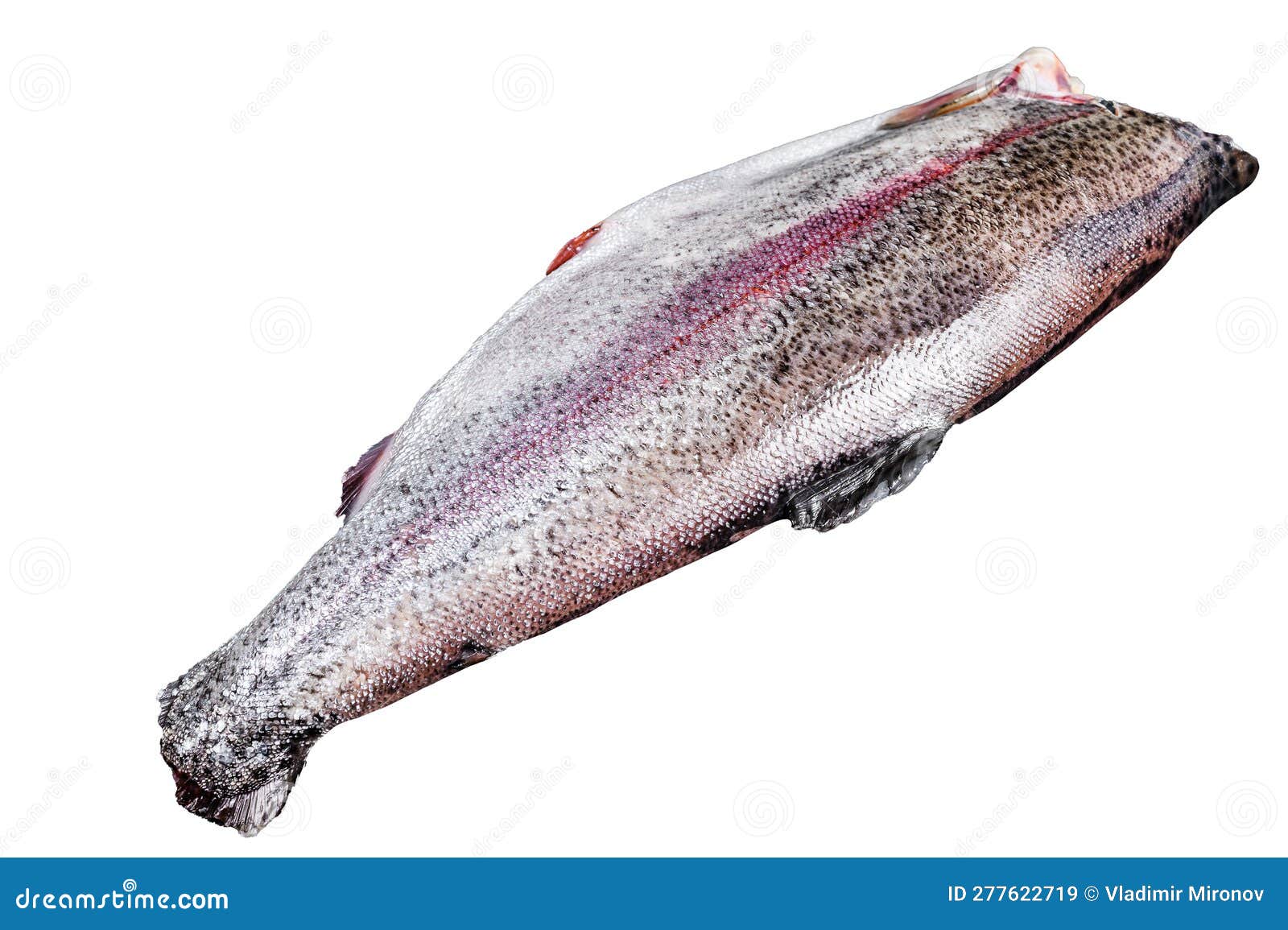 Raw Whole Trout Fish without a Head. Isolated on White Background ...