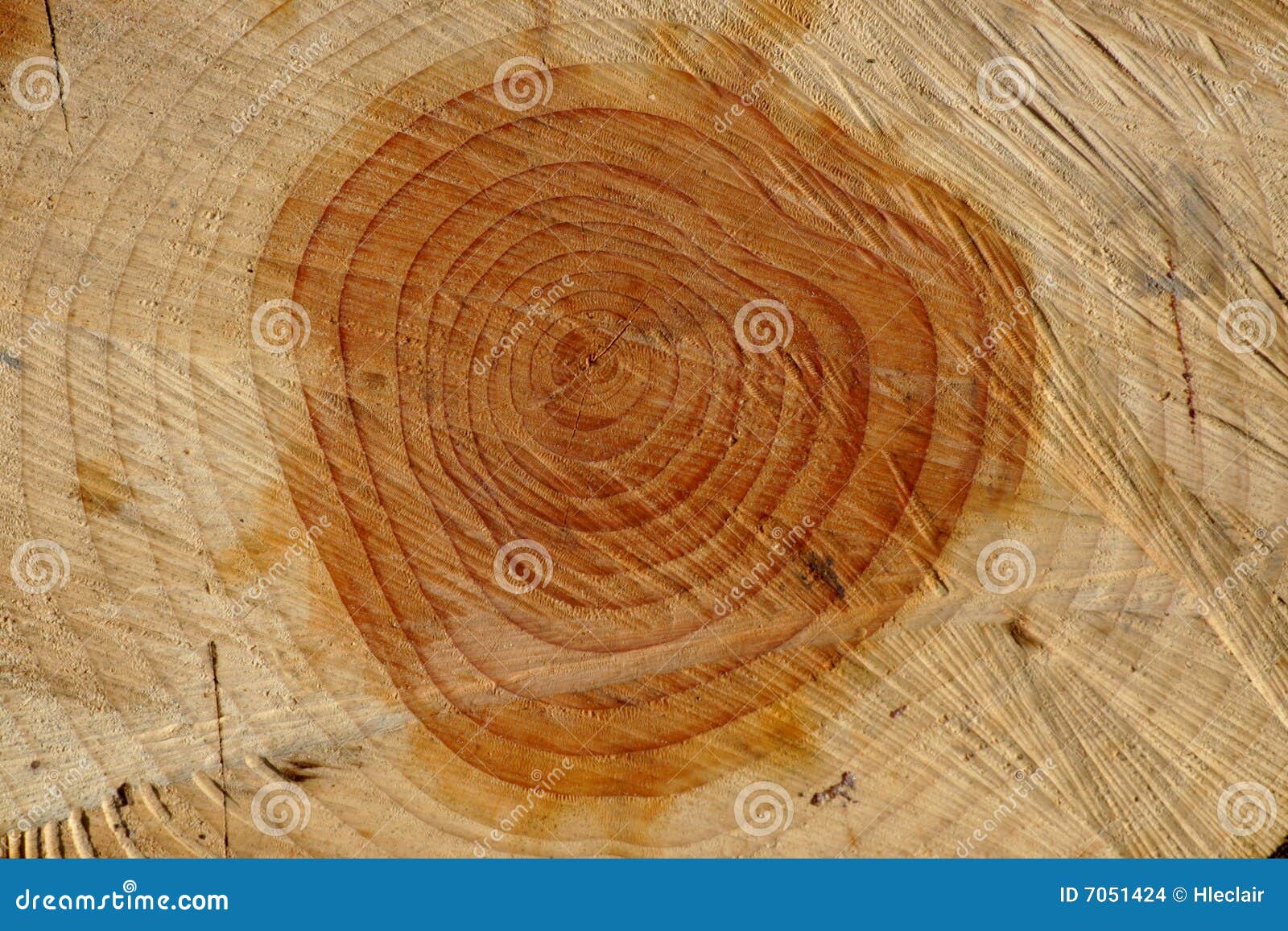Raw wood texture stock photo. Image of ring, tree, cross - 7051424