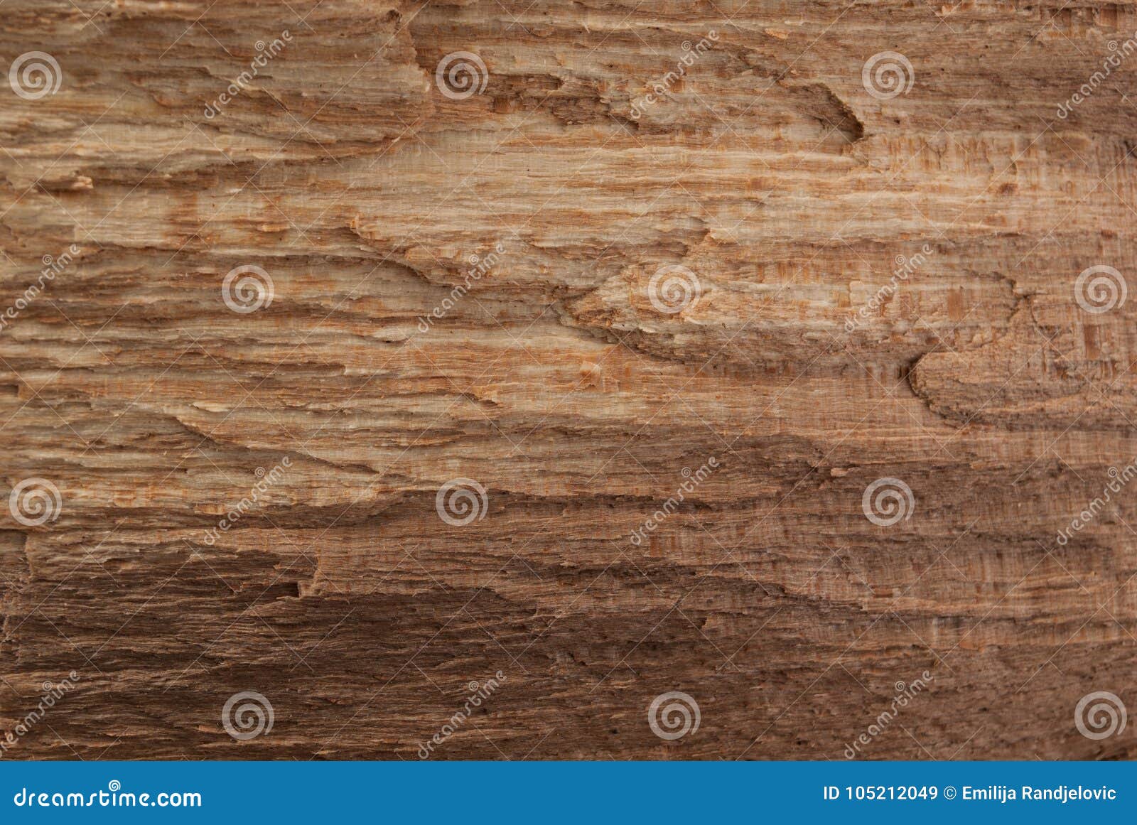 Natural Elegance: Beech Tree Pattern on Wooden Texture Background Stock ...