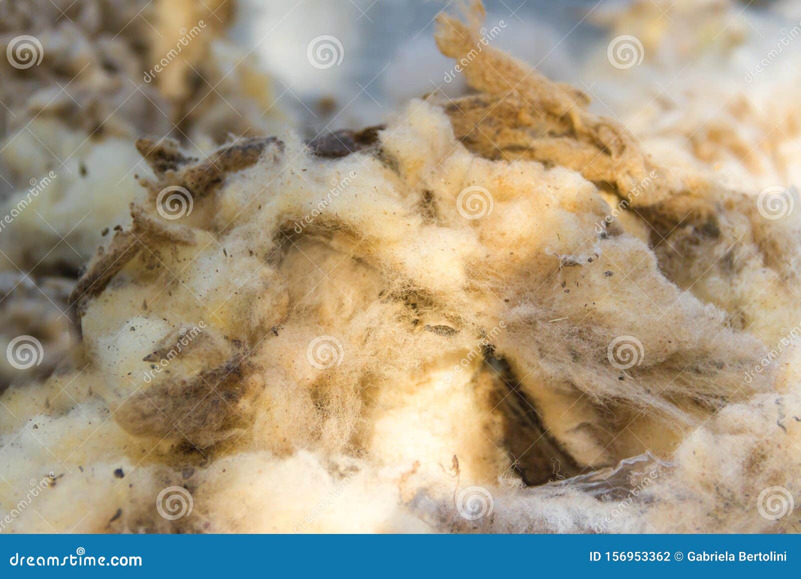 Raw Wool Fleece Just Sheared before Being Spun Stock Photo - Image of ...