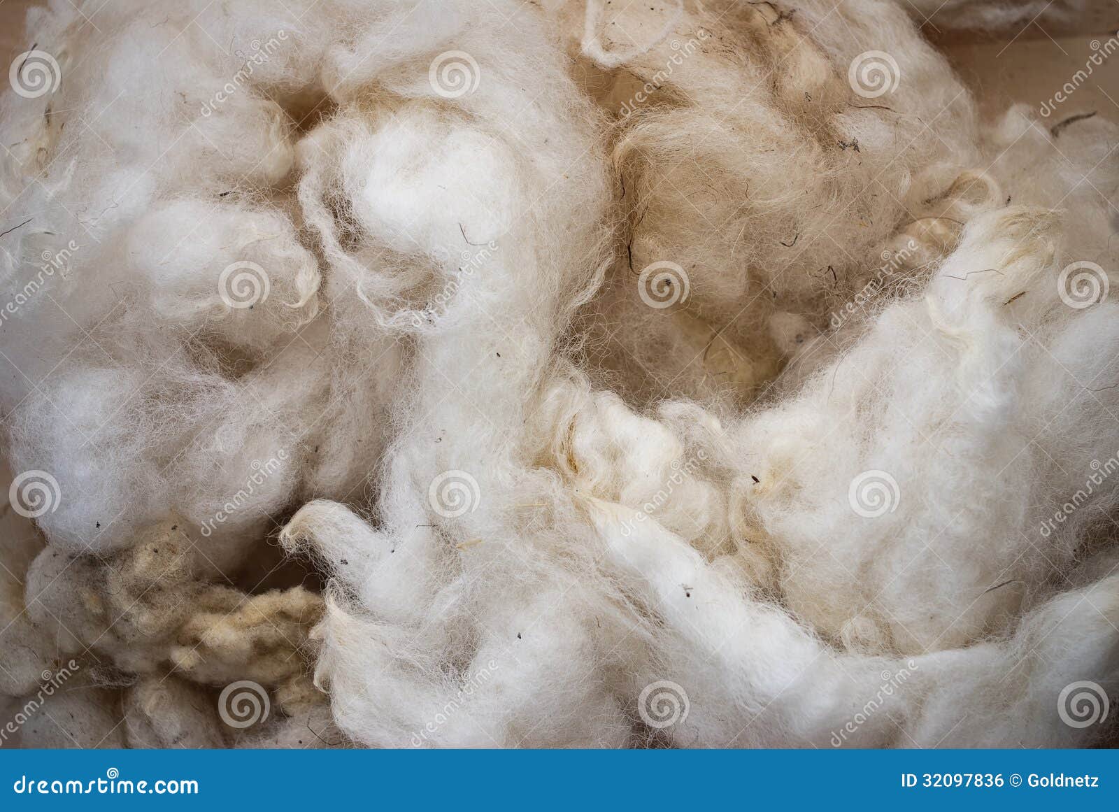 Raw wool stock photo. Image of clean, macro, curled, fleece - 32097836