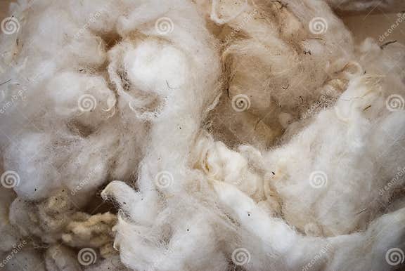 Raw wool stock photo. Image of clean, macro, curled, fleece - 32097836