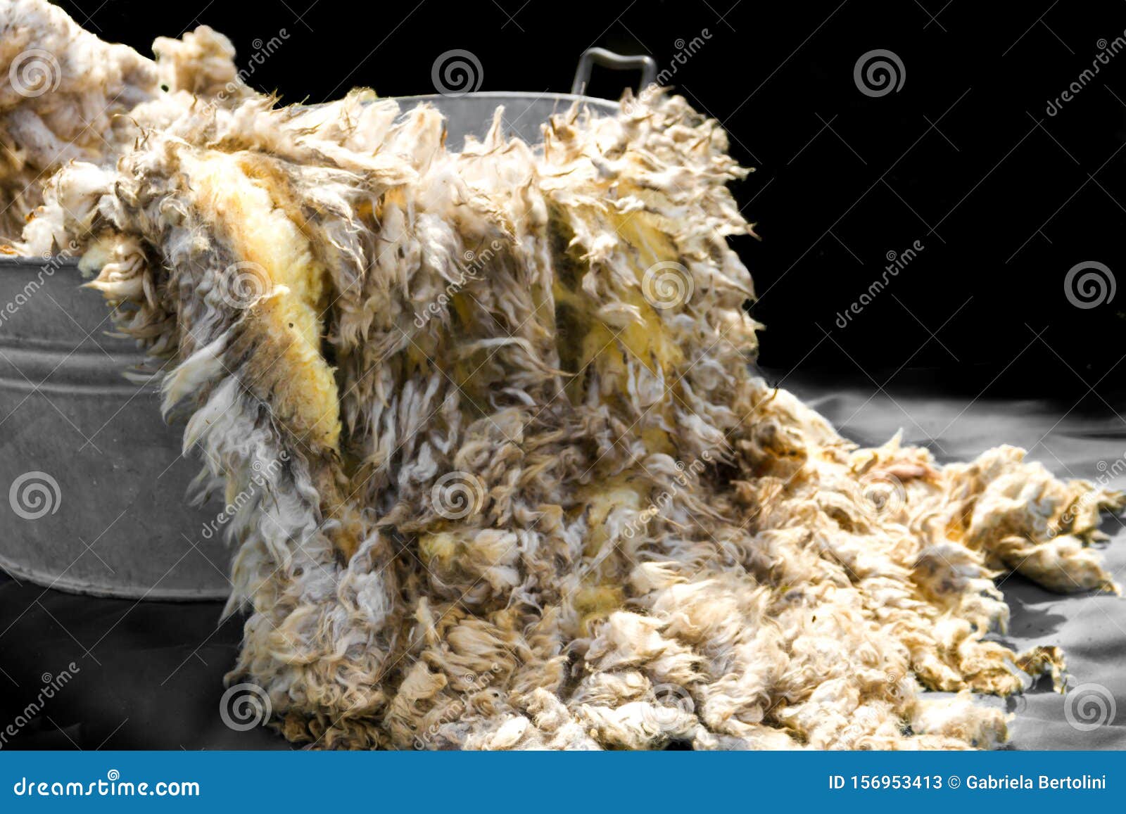 Raw Wool Fleece Just Sheared before Being Spun Stock Image - Image of ...