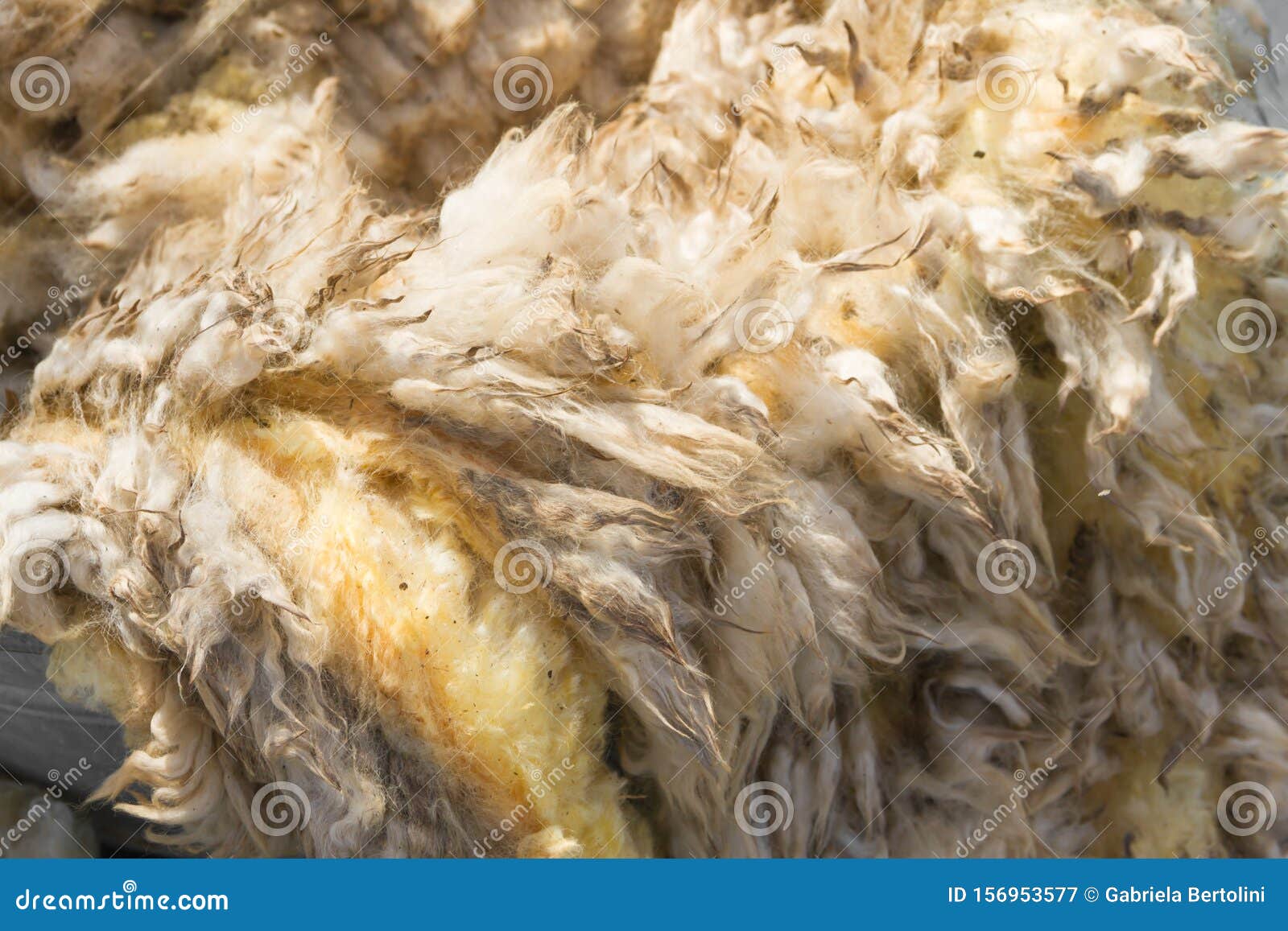 Raw Wool Fleece Just Sheared before Being Spun Stock Image - Image of ...