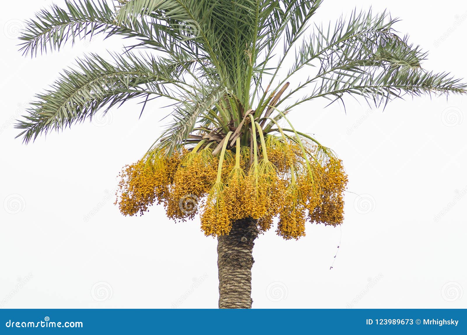 Raw yellow dates on a tree stock image. Image of bunches - 123989673