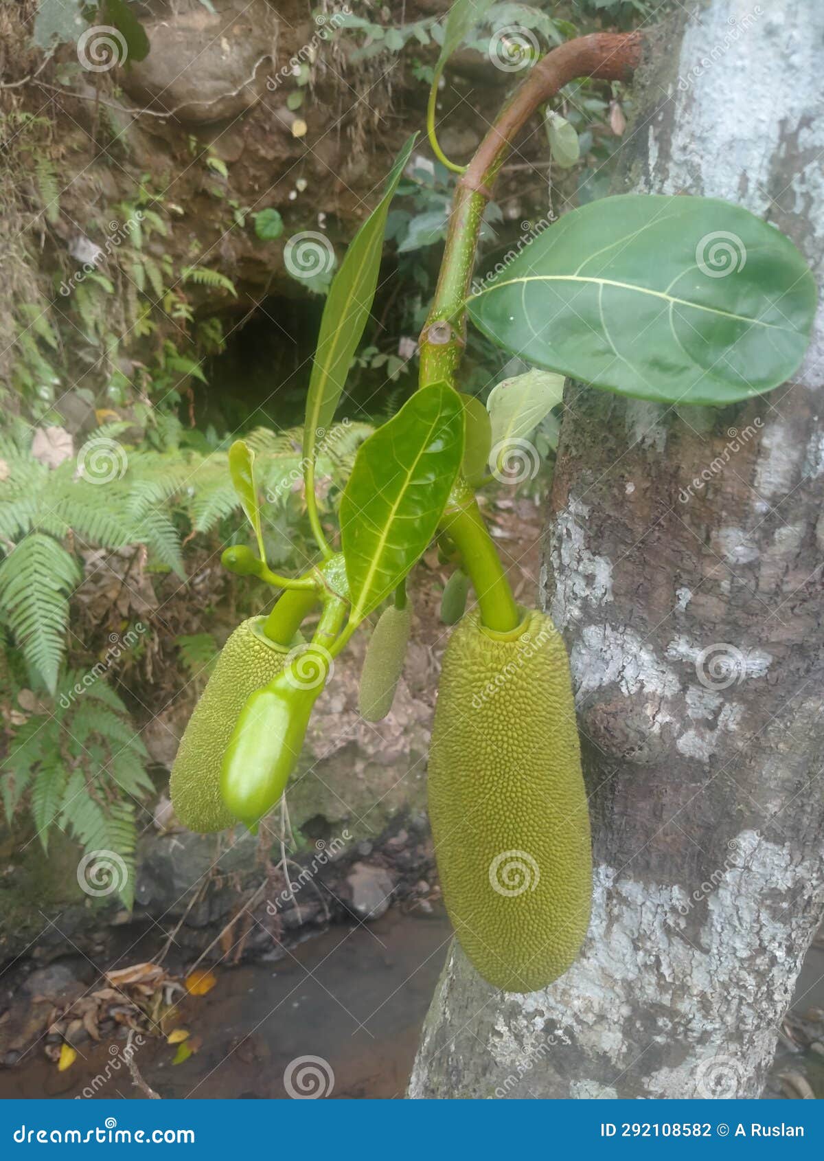 Raw young jackfruit stock photo. Image of watercourse - 292108582