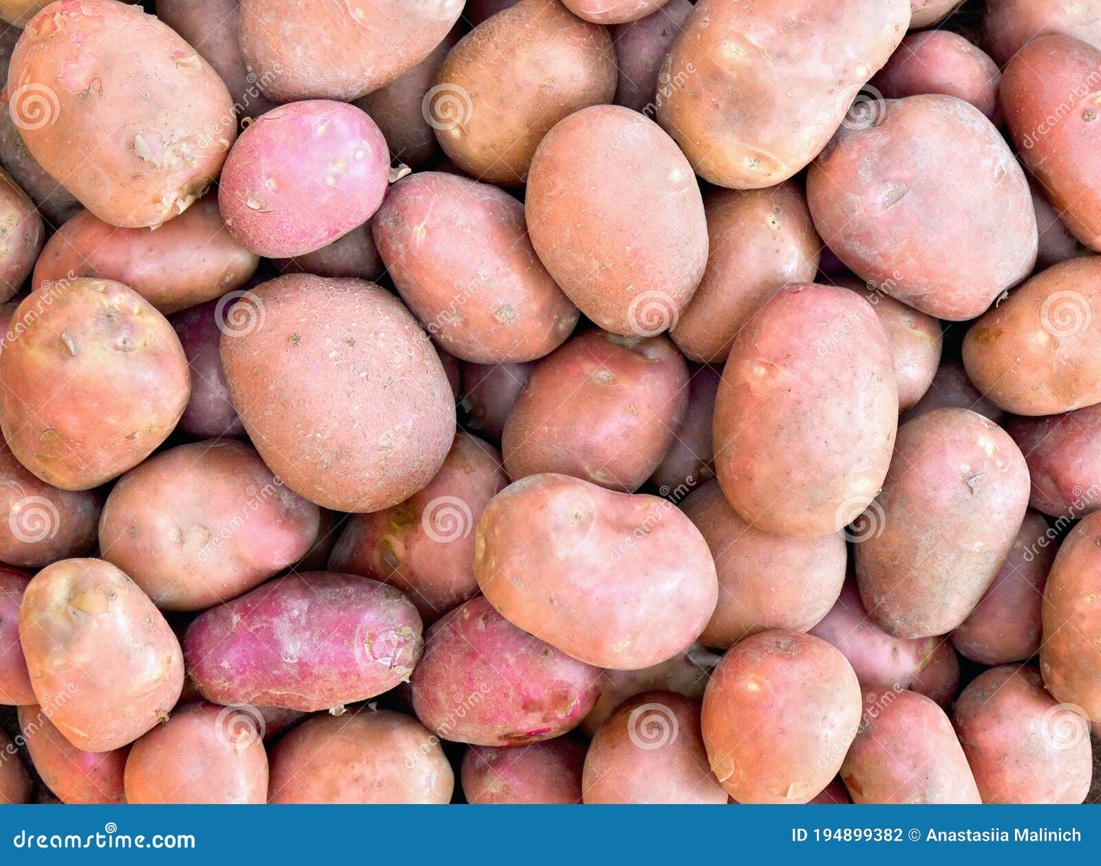 Potatoes Bellarosa Stock Photos - Free & Royalty-Free Stock Photos from ...