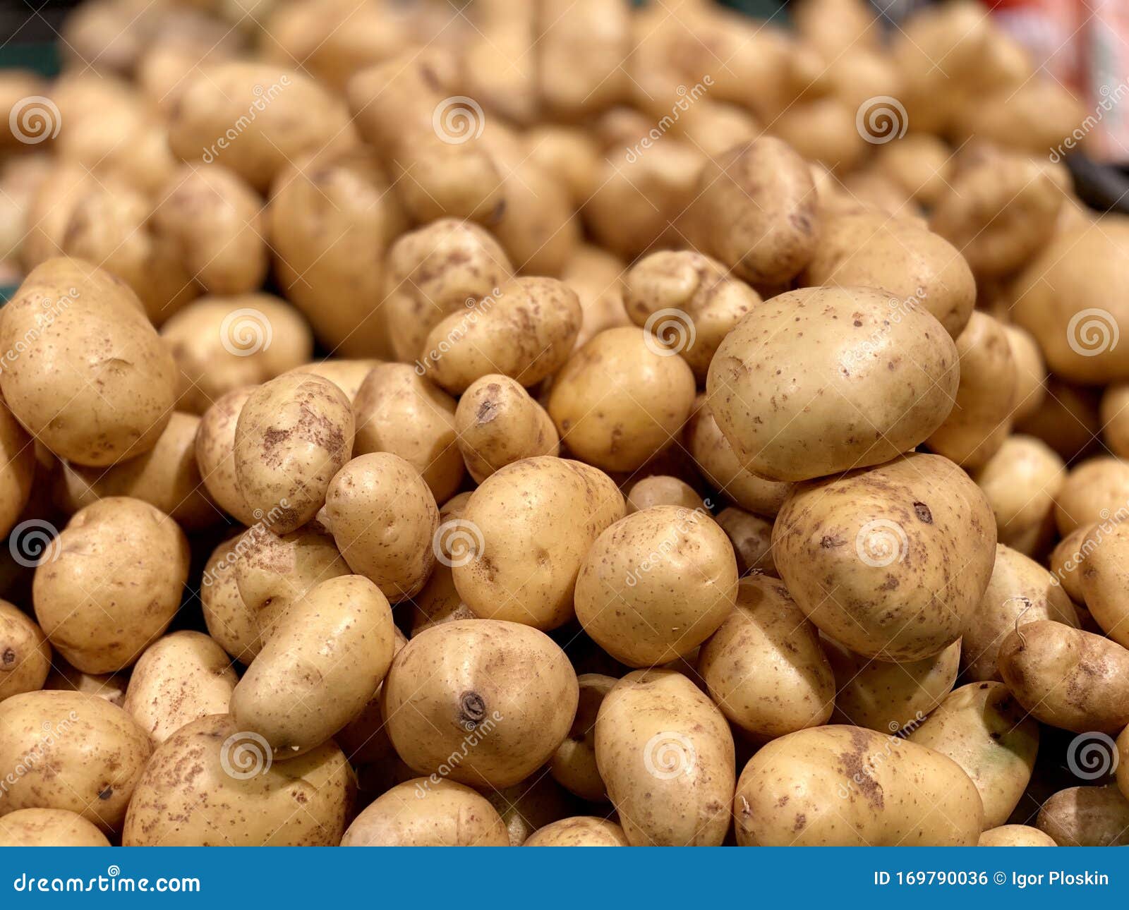 Raw young potatoes stock photo. Image of baked, ingredients - 169790036