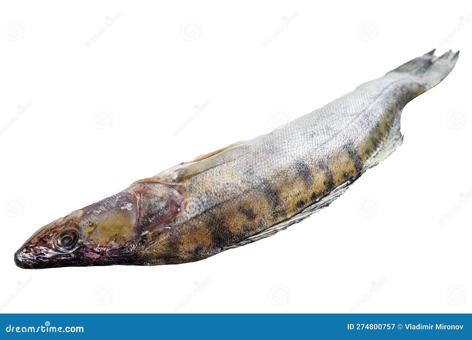 Zander. Walleye Live Fish Isolated On White Background. Sander ...