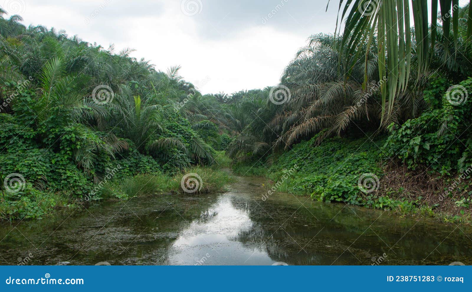 Rawa Perkebuna Sawit Jambi Sumatra Stock Image - Image of jambi ...