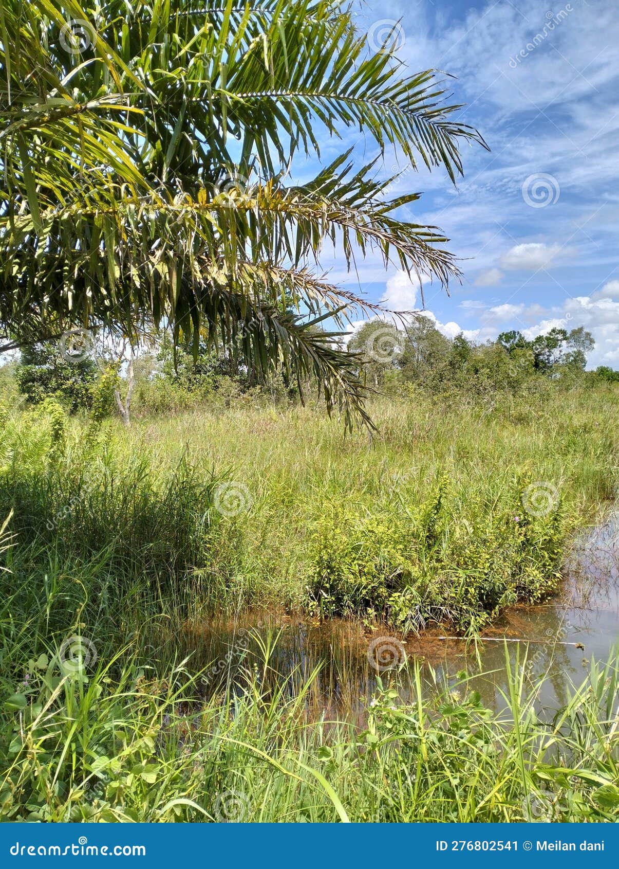 Rawa Sumatera stock image. Image of indonesia, indonesian - 276802541