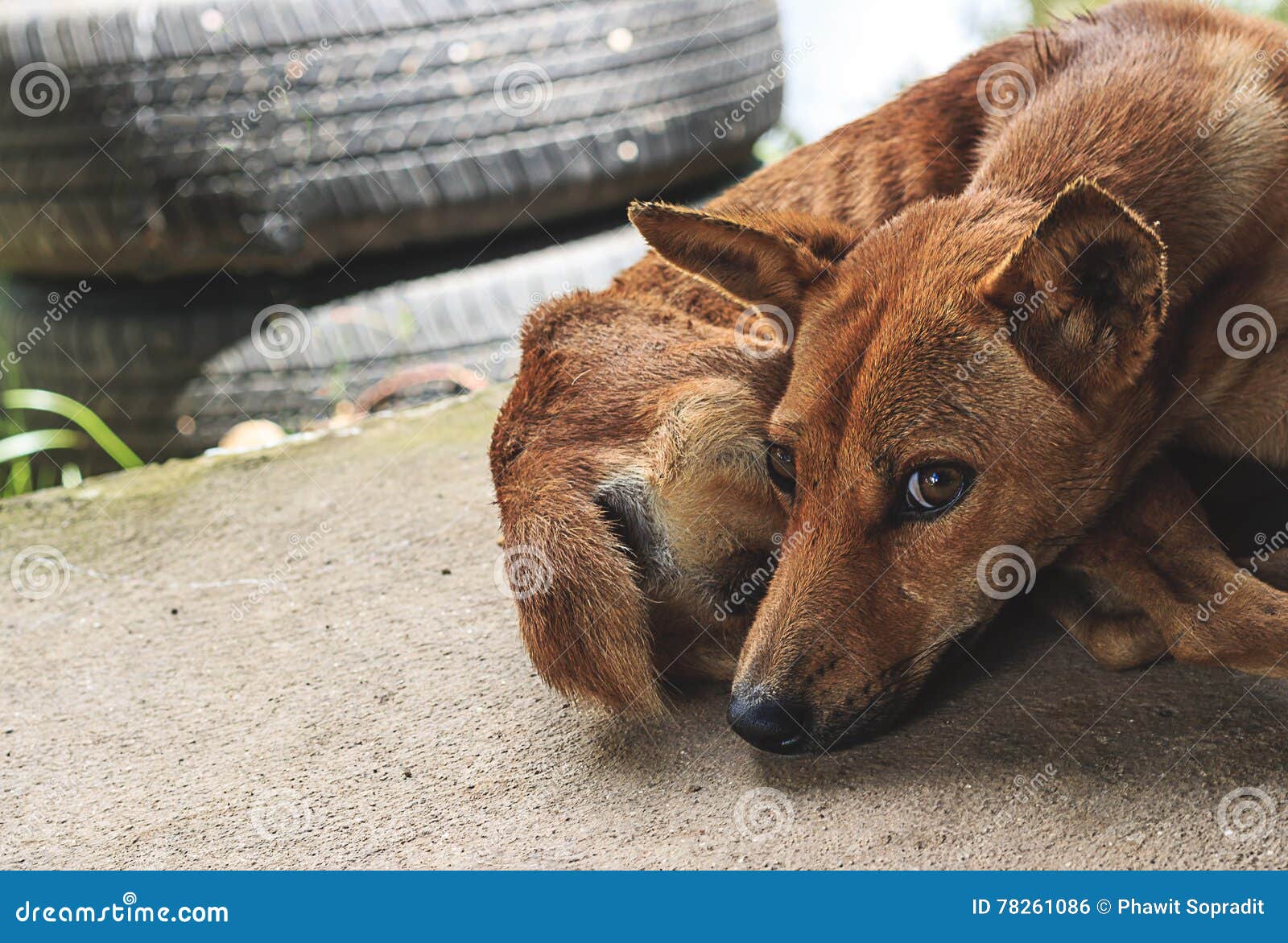 Rawboned thai Brown Dog stock photo. Image of sleeping - 78261086