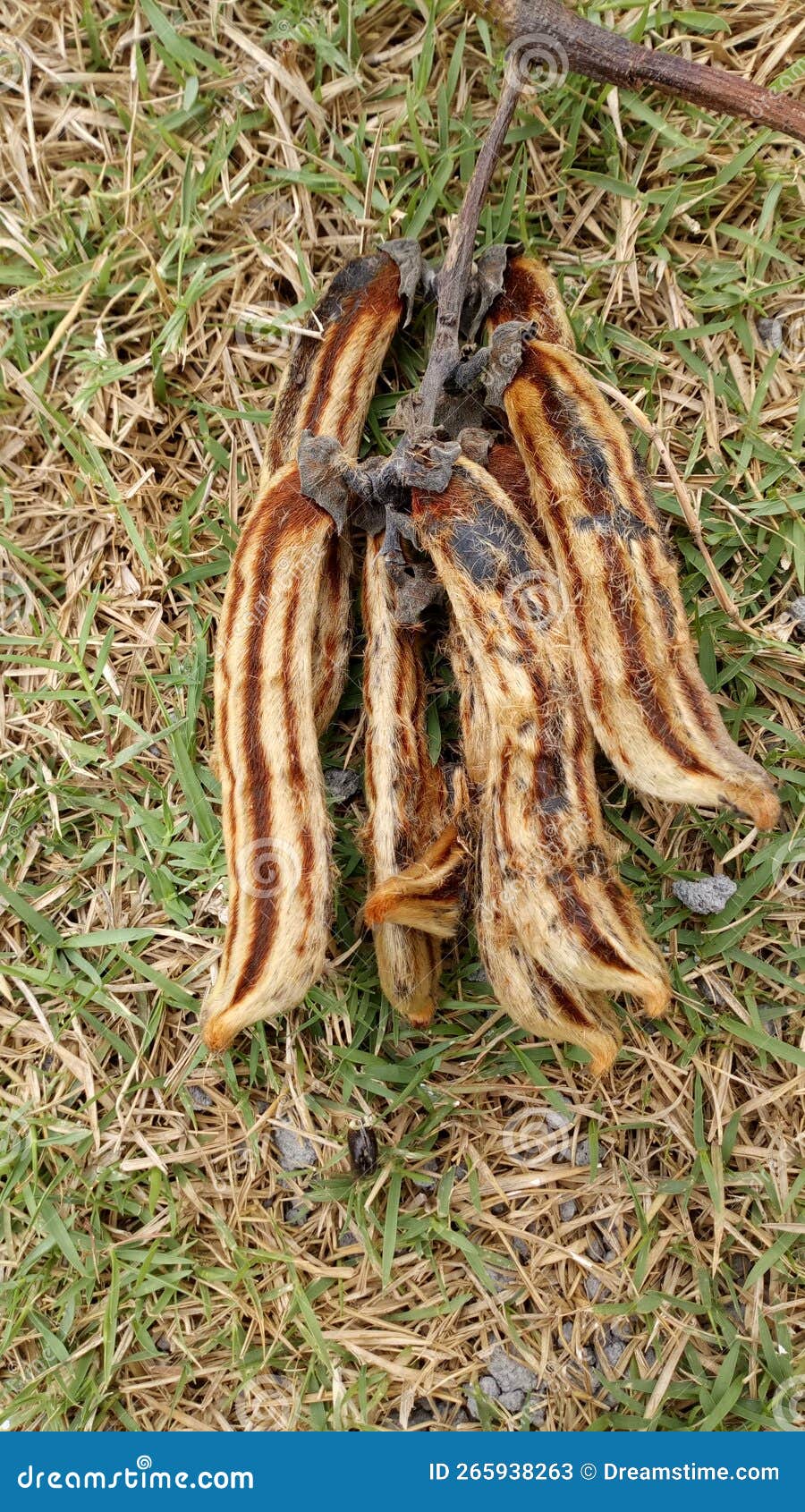 Rawe the itchy fruit stock image. Image of produce, tree - 265938263