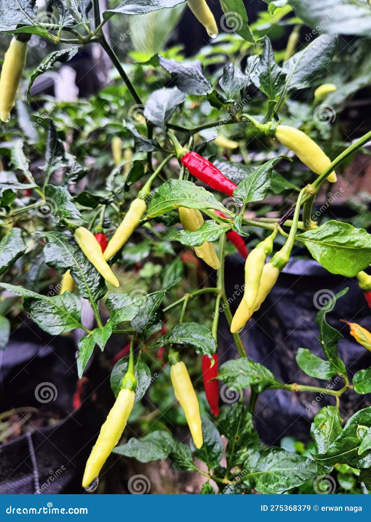 Rawit Chili from indonesia stock image. Image of chili - 275368379