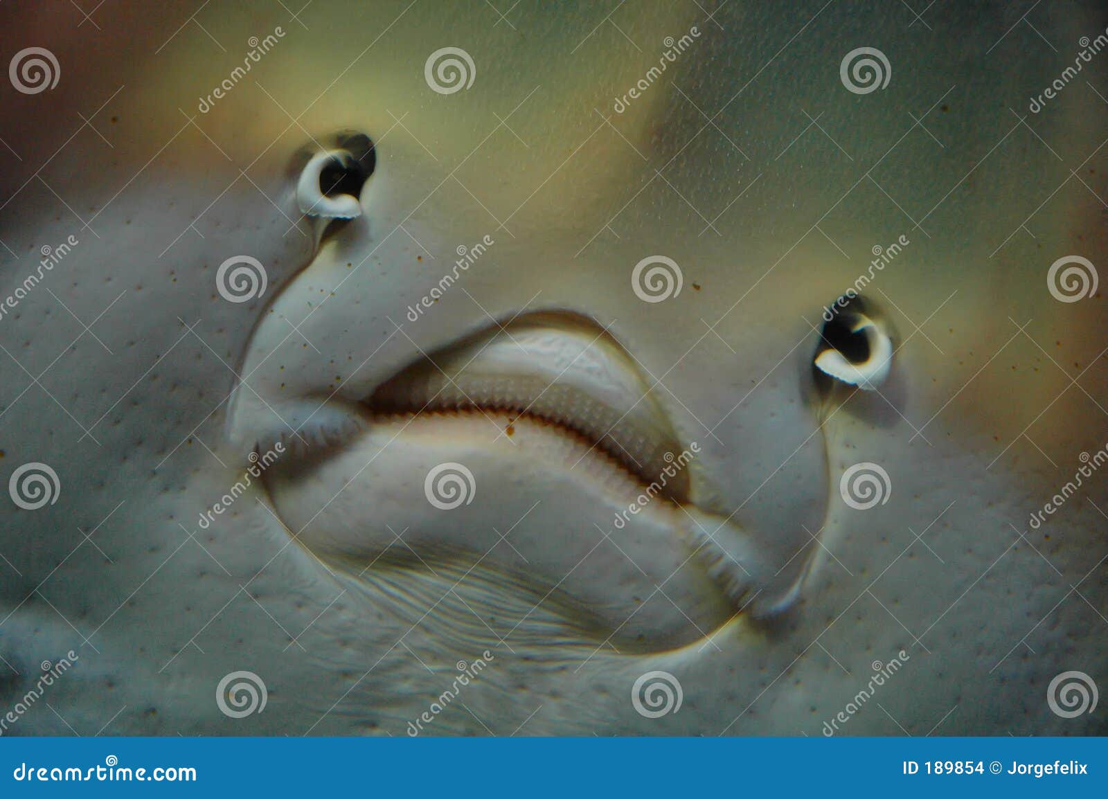 Ray stock photo. Image of ocean, skin, mouth, water, tooth - 189854