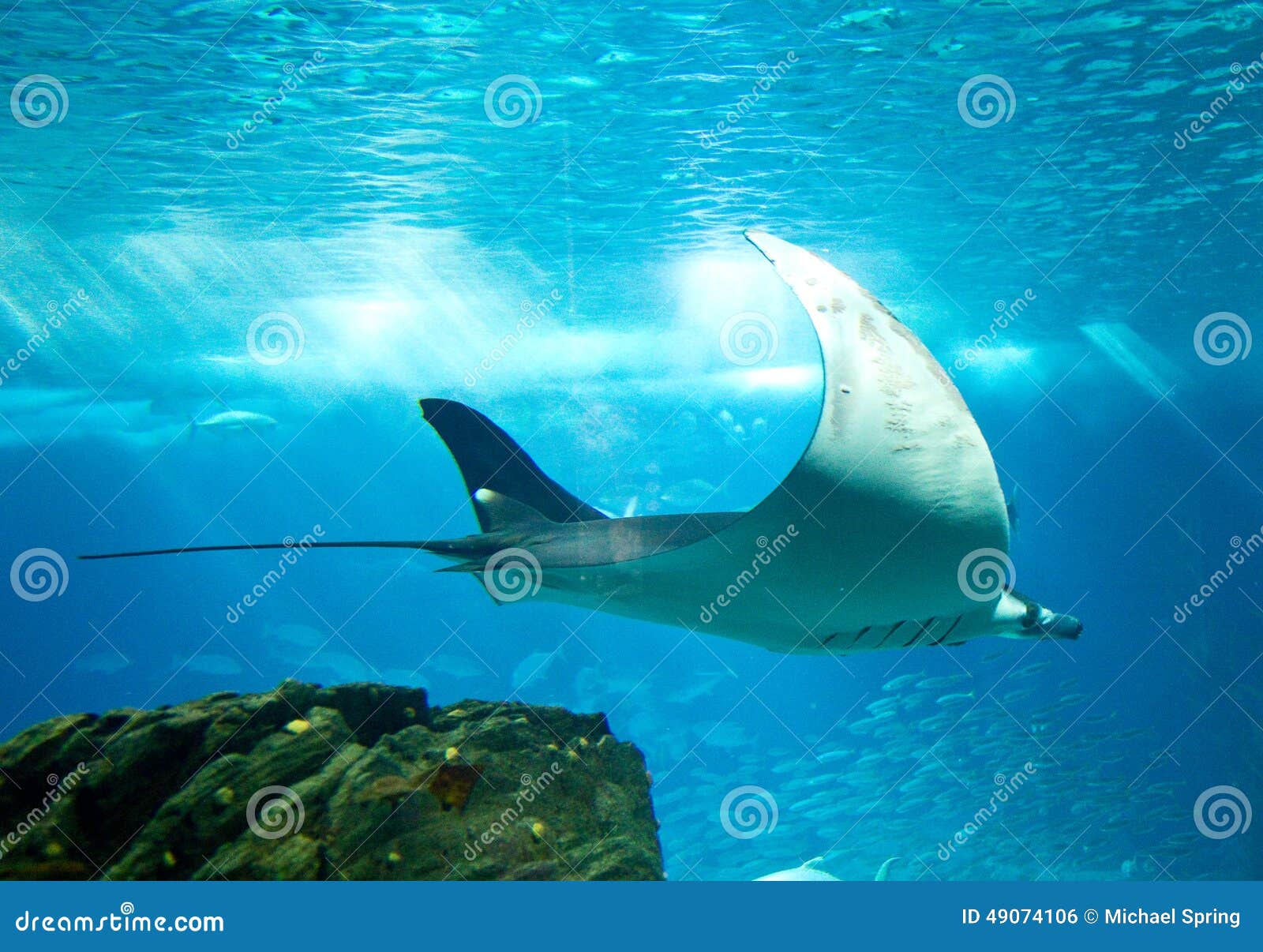 Ray stock photo. Image of natural, colorful, ocean, animal - 49074106