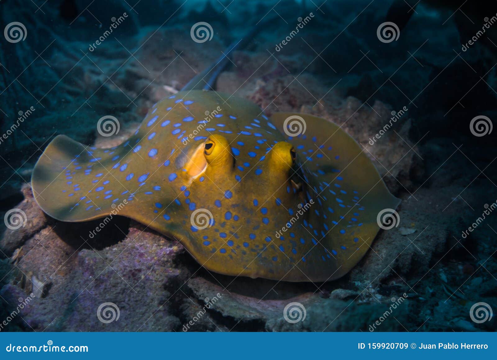 Ray of Blue Dots Under the Sea Stock Image - Image of eyes, nature ...
