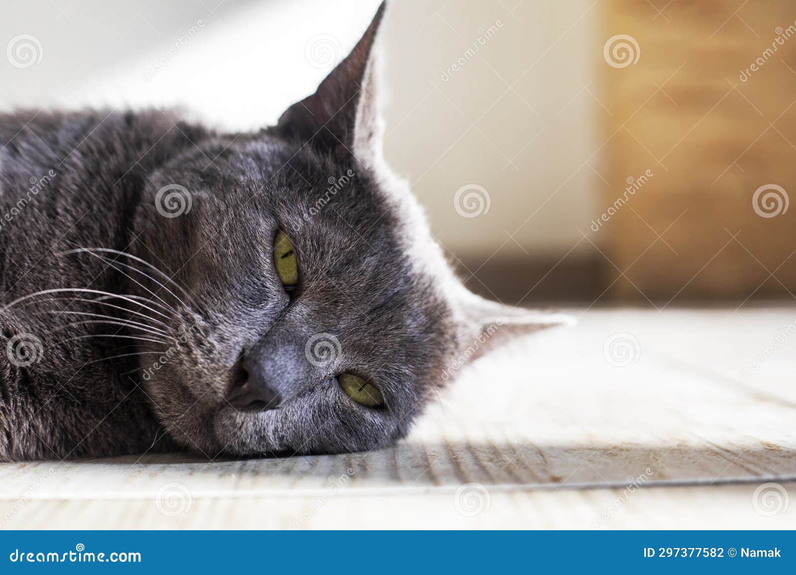 Ray Burmese Cat Basking on the Floor in the Sun, Stock Photo - Image of ...