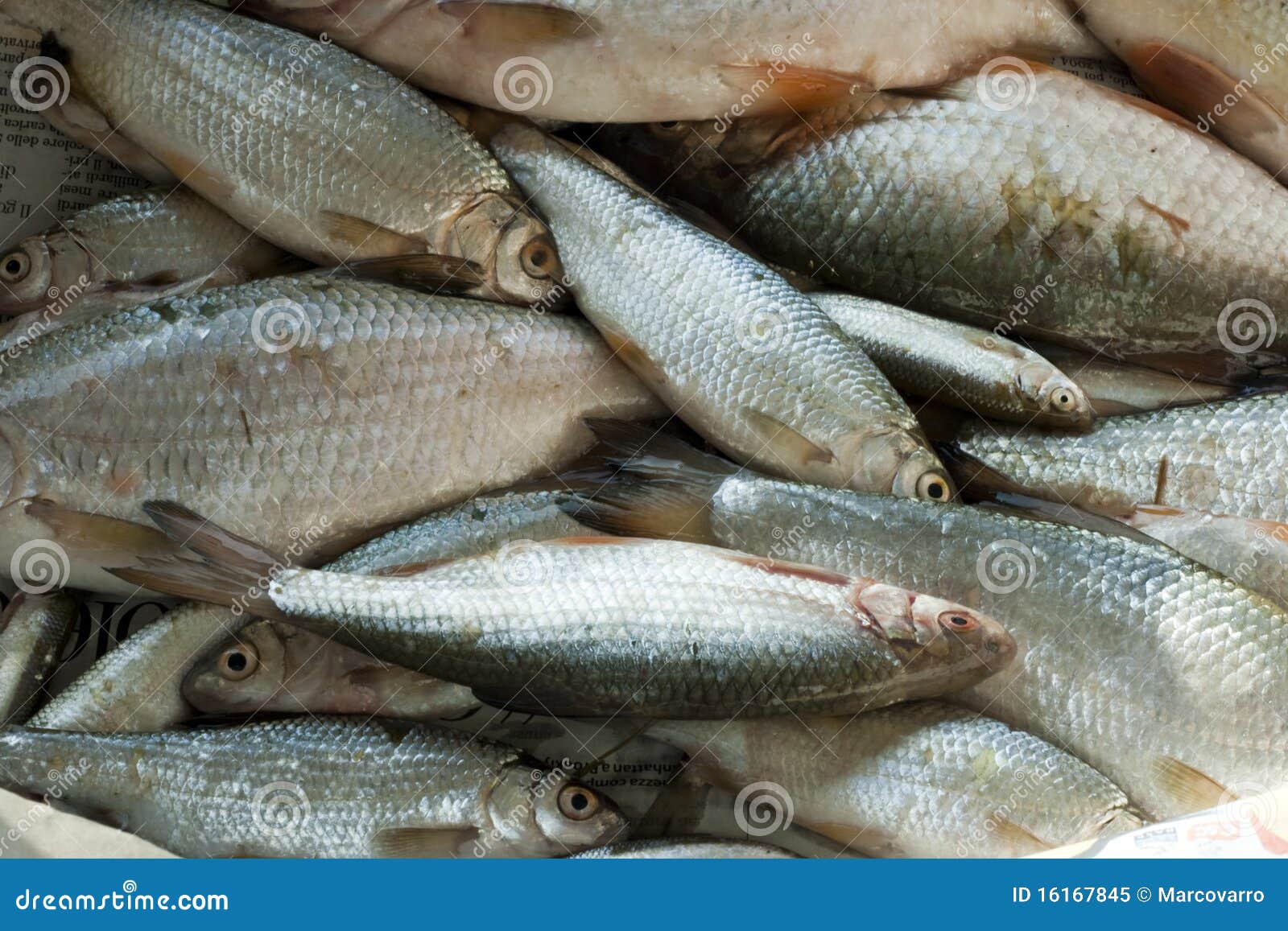Ray-finned fish stock image. Image of family, closeup - 16167845