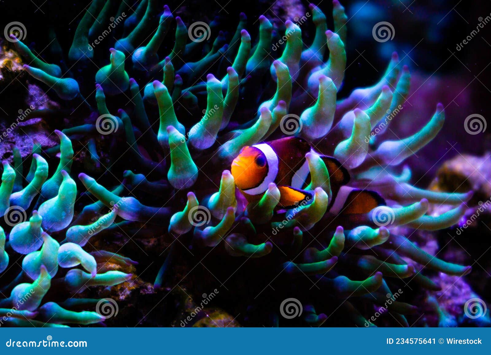 Ray-finned Fish in Its Natural Habitat Stock Image - Image of finned ...
