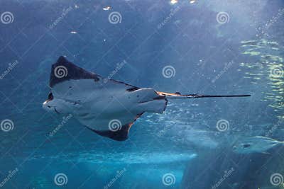 Ray Fish stock image. Image of africa, swimming, fish - 14213719