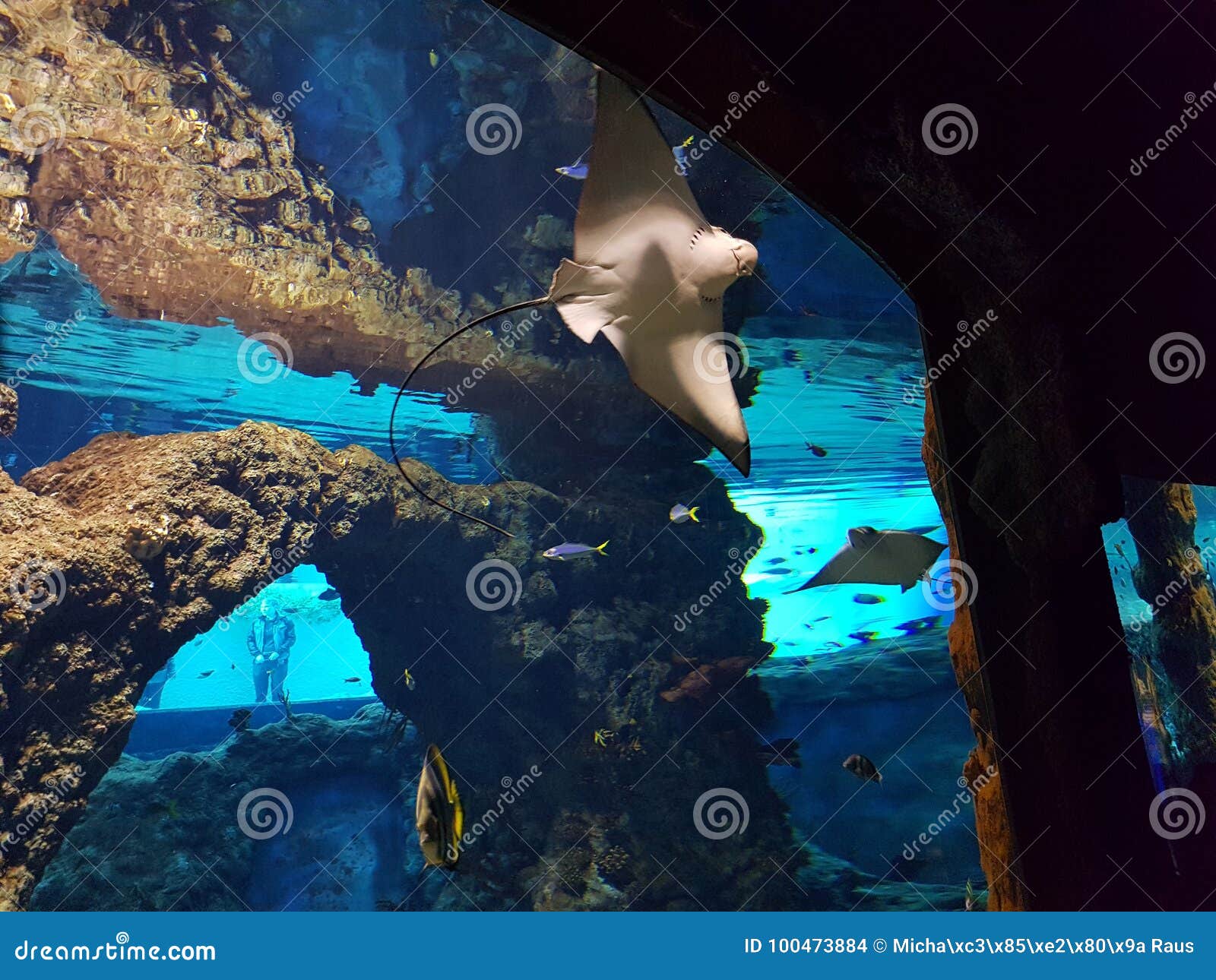 Ray stock photo. Image of ocean, aquarium, fish, cool - 100473884