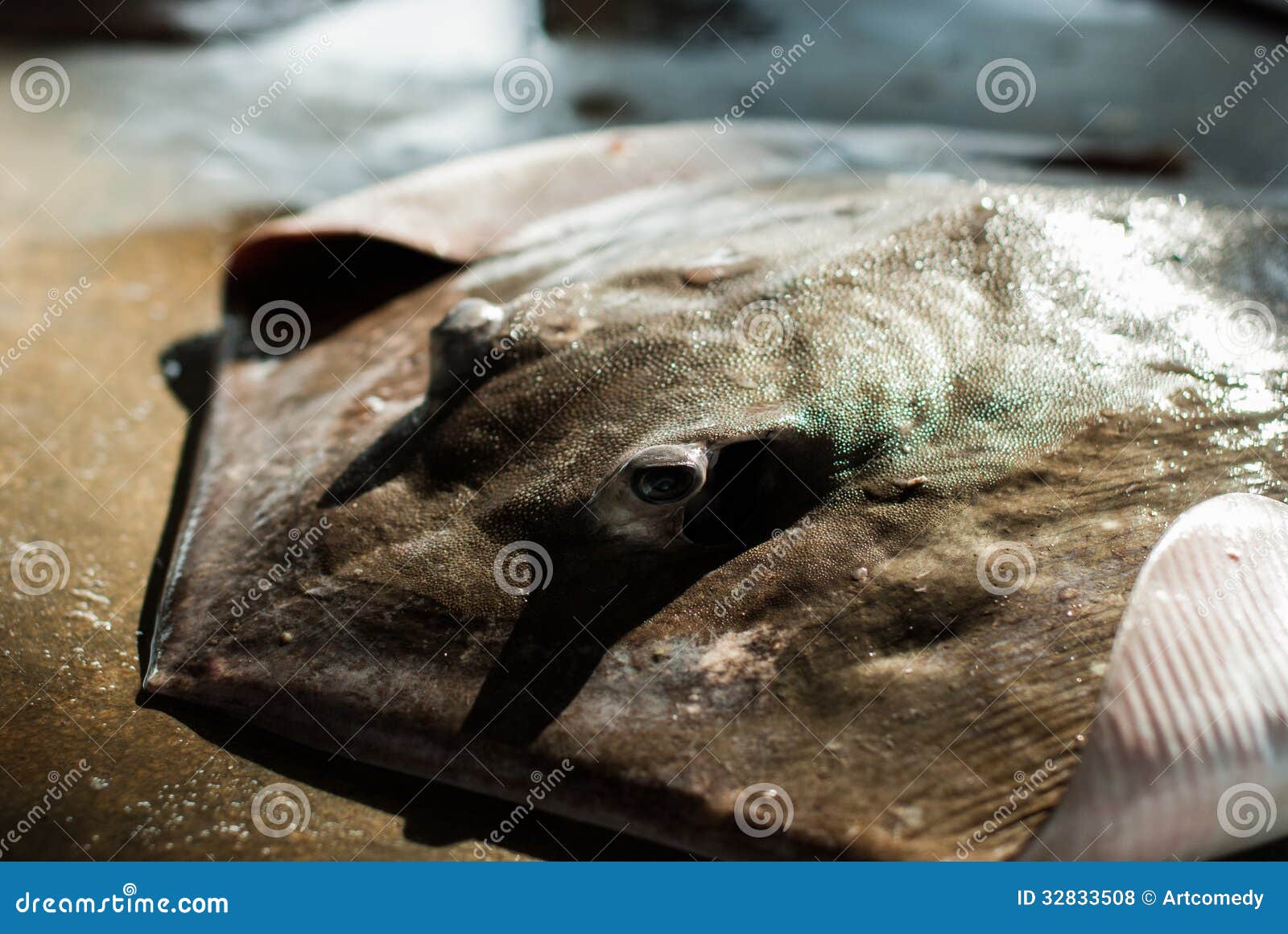 Ray fish stock photo. Image of batoidea, seafood, underwater - 32833508