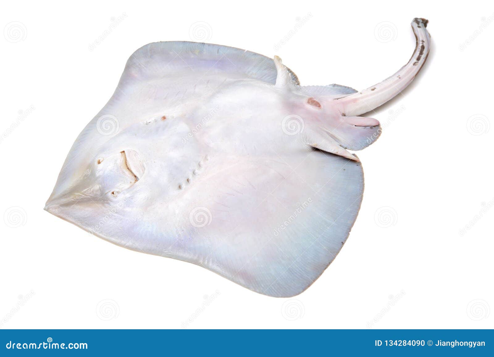 Ray fish stock photo. Image of fresh, fish, isolated - 134284090