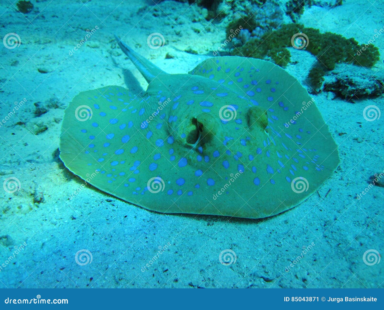 Ray fish stock image. Image of nature, corals, africa - 85043871
