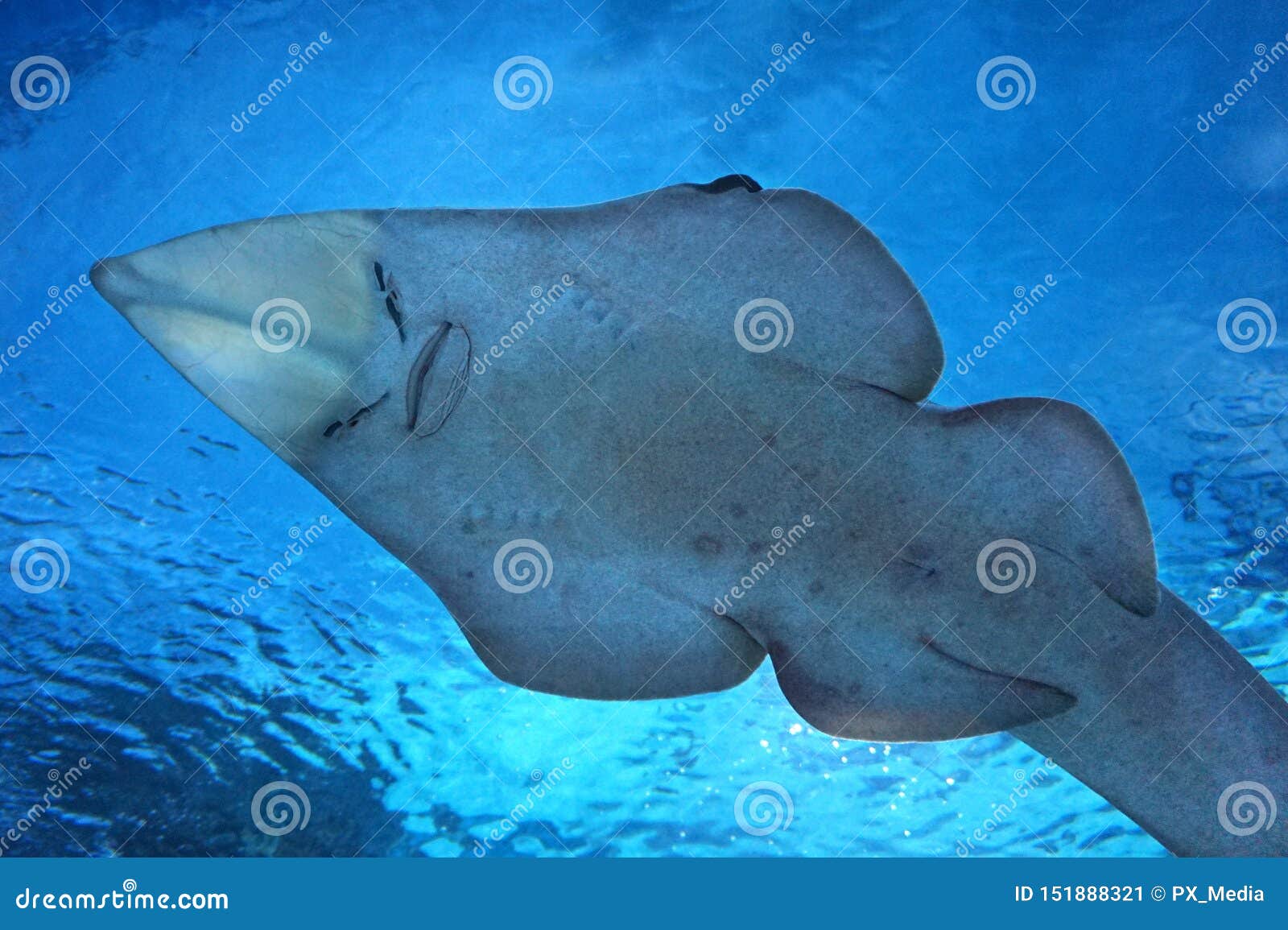 Ray Fish Swimming Underwater - View from Beneath Stock Image - Image of ...