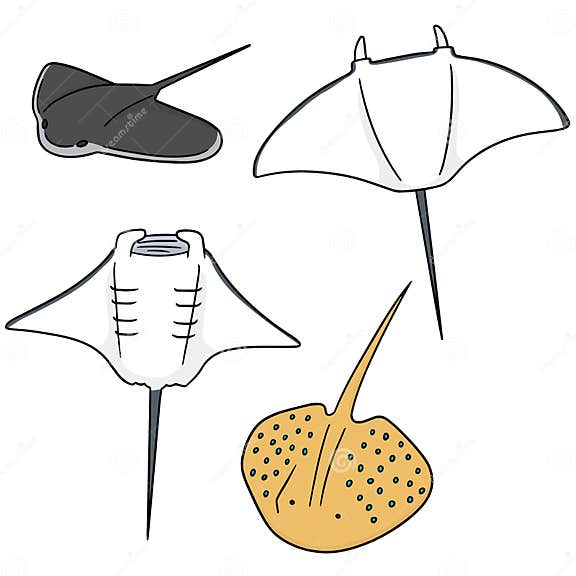 Ray fish stock vector. Illustration of drawing, scuba - 75337285