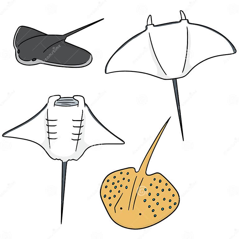 Ray fish stock vector. Illustration of drawing, scuba - 75337285