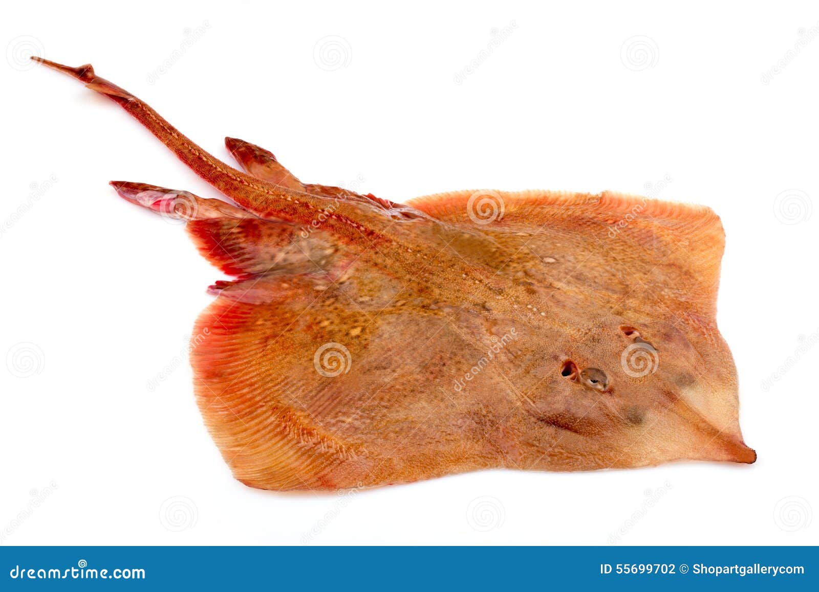 Ray Fish On White stock photo. Image of isolated, fish - 55699702
