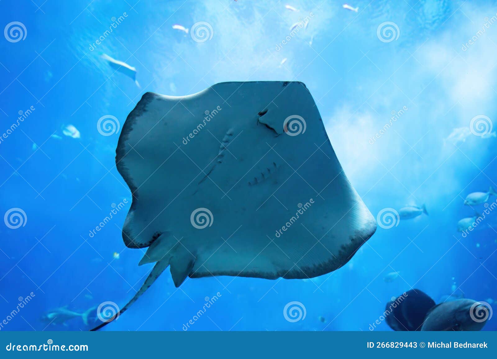 Ray or flatfish underwater stock image. Image of tropical - 266829443