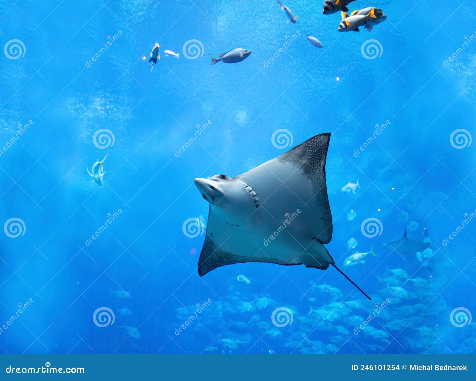 Ray or flatfish underwater stock photo. Image of scuba - 246101254