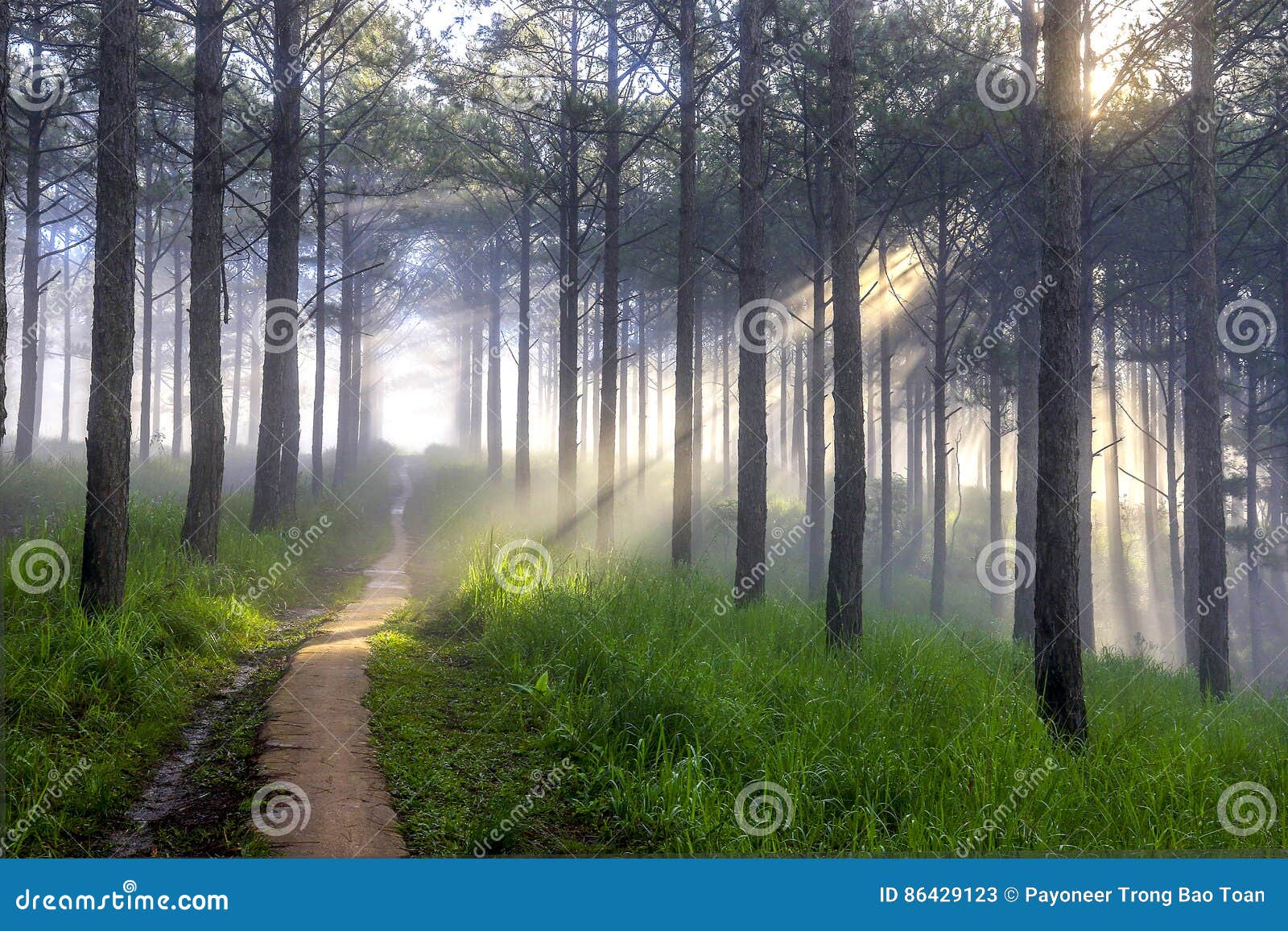 Ray in Forest stock image. Image of stone, thuan, vang - 86429123