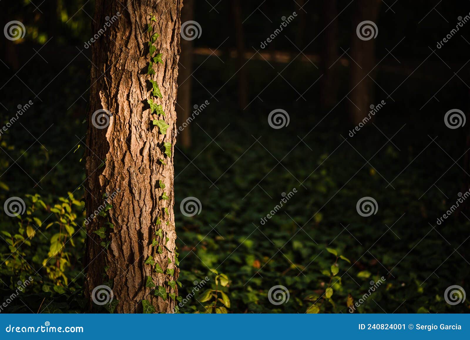 Ray of Golden Light on a Tree with Running Ivy Stock Image - Image of ...