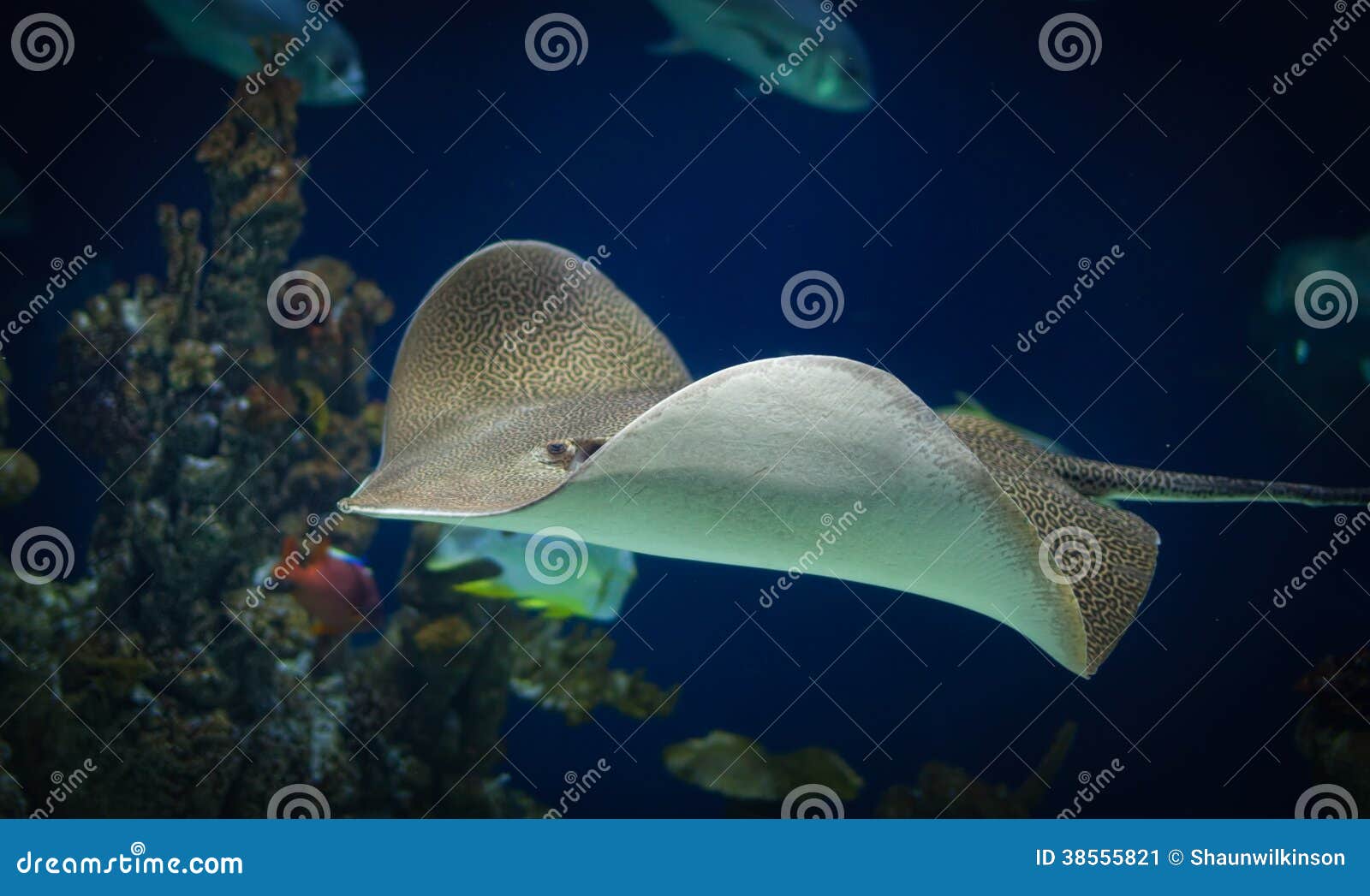 Ray stock image. Image of submerged, aquatic, torpedo - 38555821