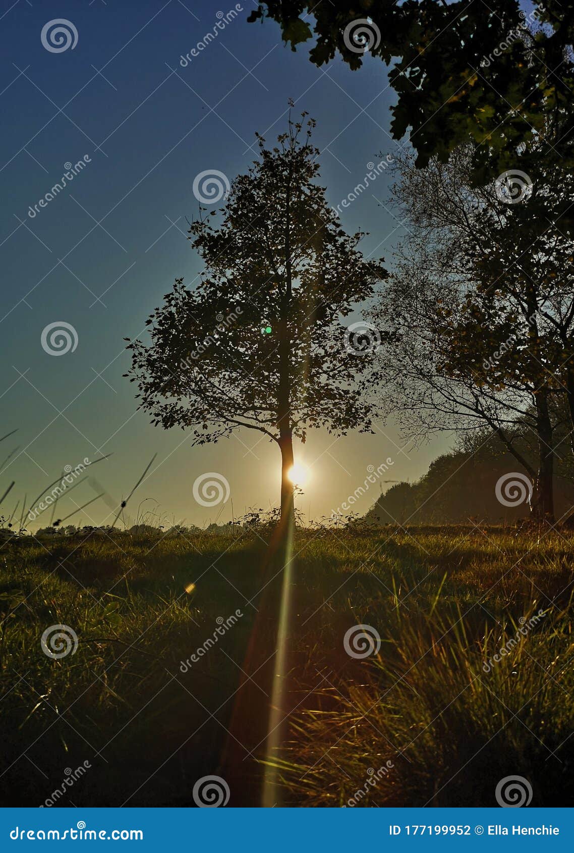 Ray of light around tree stock photo. Image of tree - 177199952
