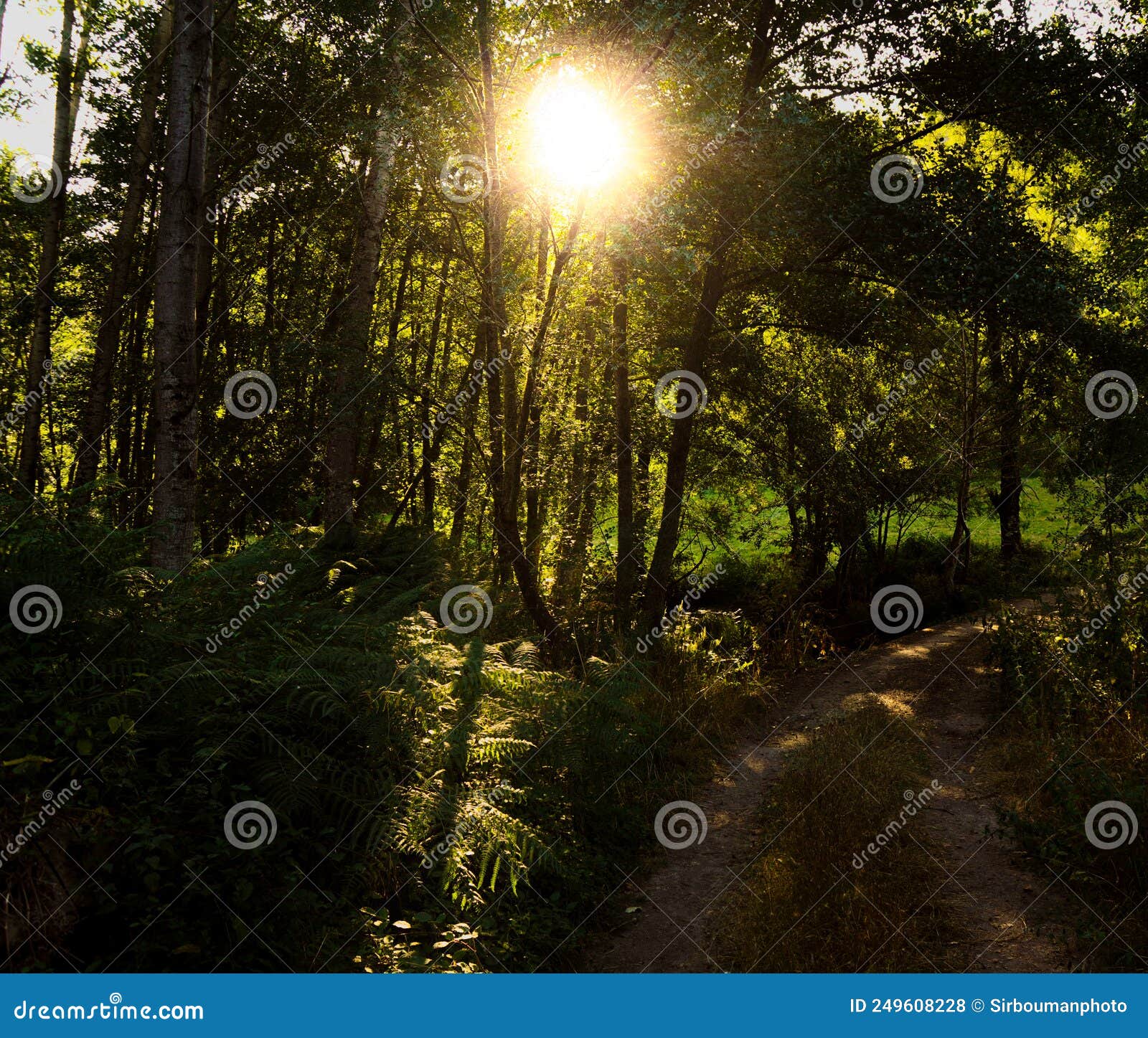 Ray of Light from Dawn Illuminating between the Trees of a Green, Leafy ...