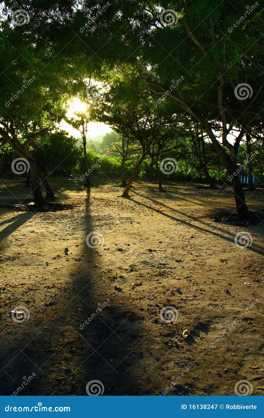 Ray of light in the forest stock image. Image of colors - 16138247