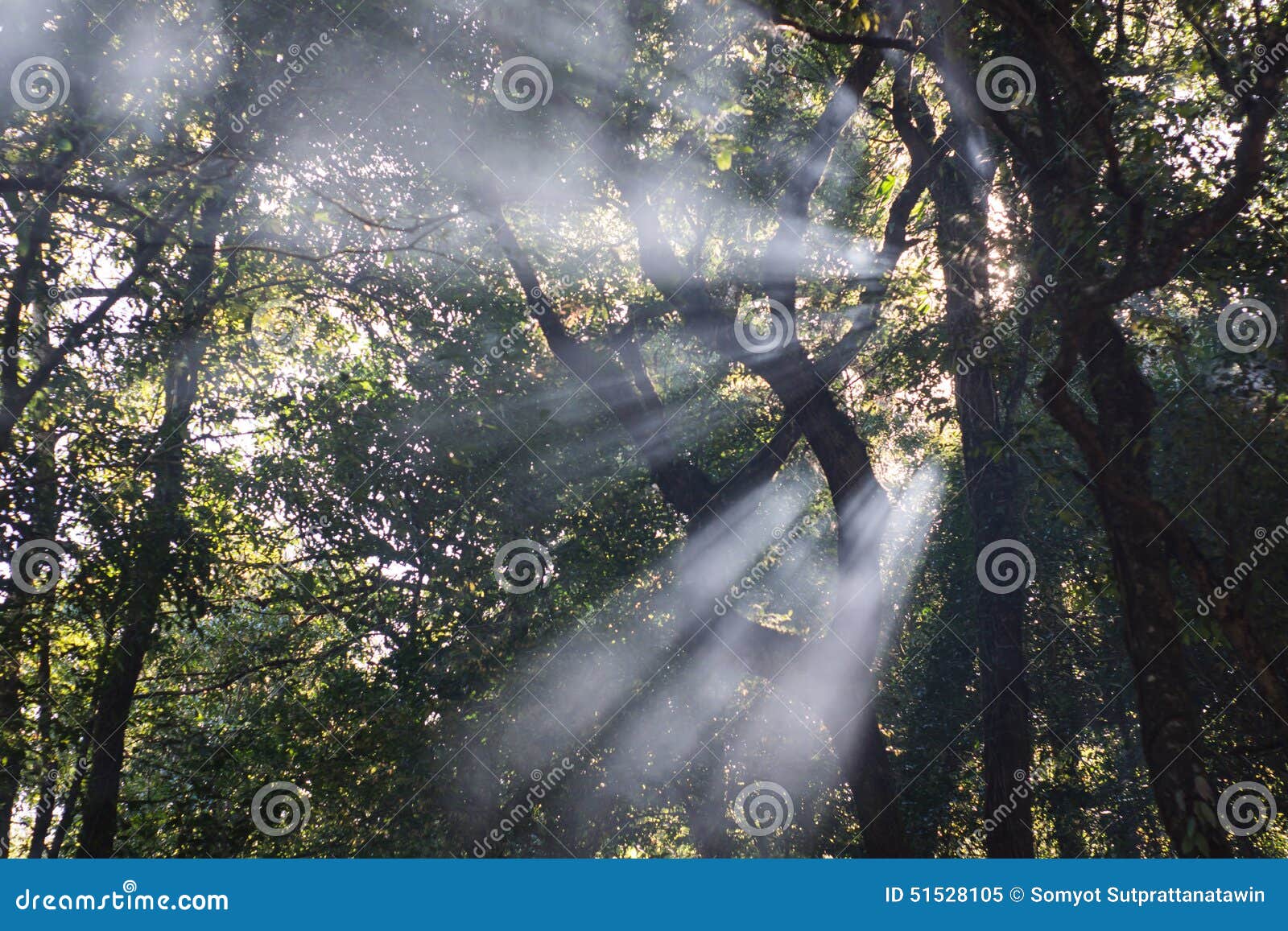 Ray light through forest stock image. Image of tree, smoke - 51528105